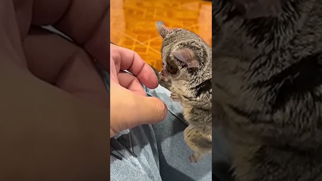 Unleashing the Laughter: Funny and Crazy Pet Antics! - Cats Luv Us ...