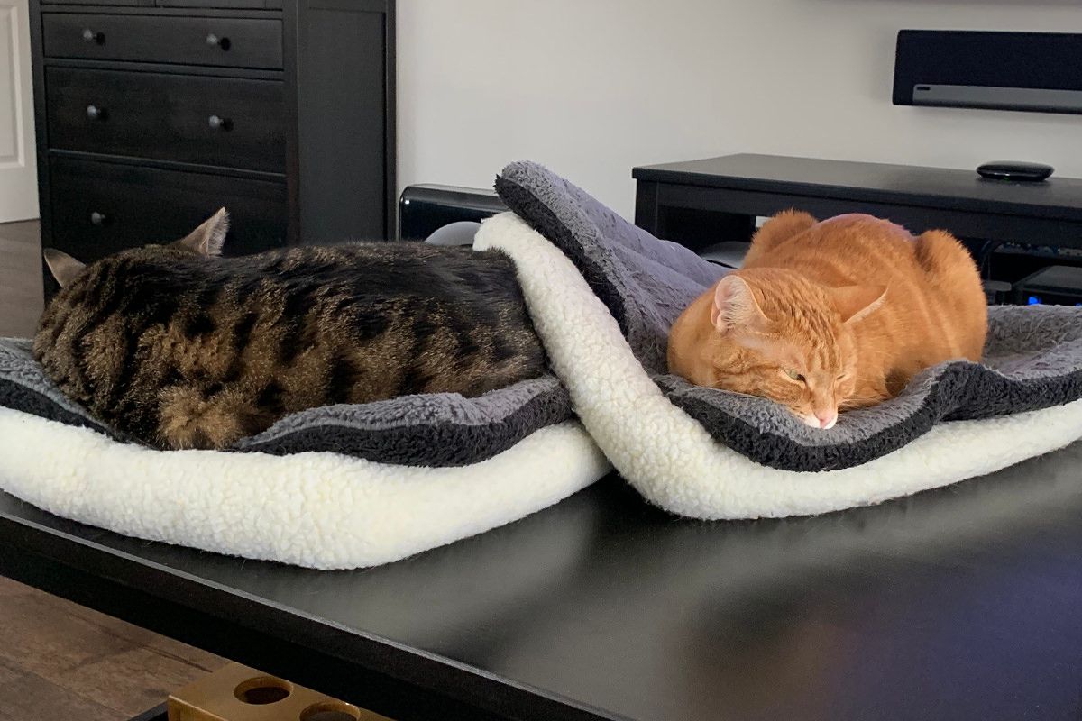 Choosing the Right Cat Cattery: A Guide to Feline-Friendly ...