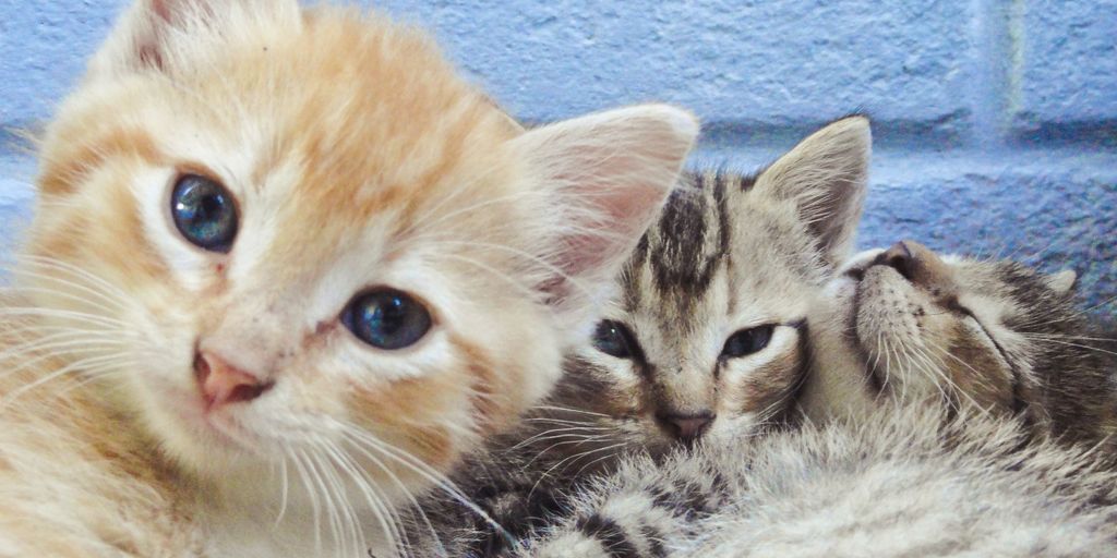 The Essential Guide to Choosing the Right Cattery for Your Feline ...