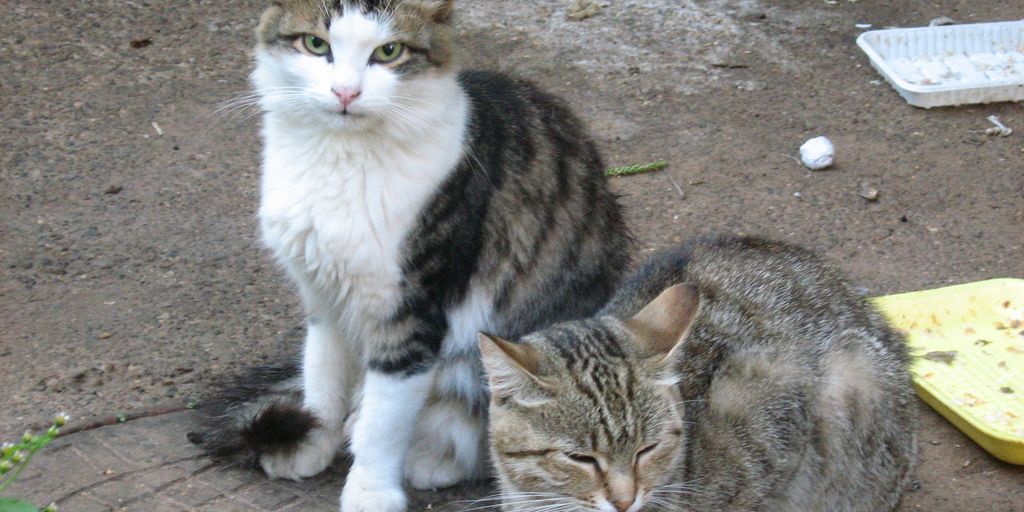 Exploring the Benefits: Why Catteries Are Amazing Retreats for Your ...