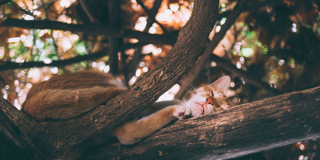 Feline Heat Waves: Understanding Your Cat's Breeding Cycle - Cats Luv ...