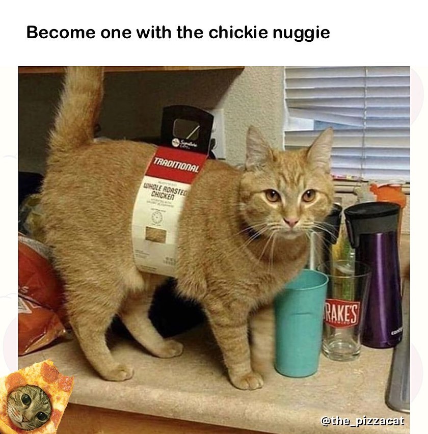 I Am The Chickie Nuggie @catnamedpizza @the_catna | Cats Luv Us
